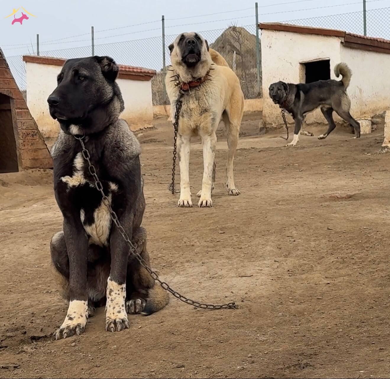 Türkiyenin meşhur kangal köpek çiftliği ALTIN KANGAL - 226529
