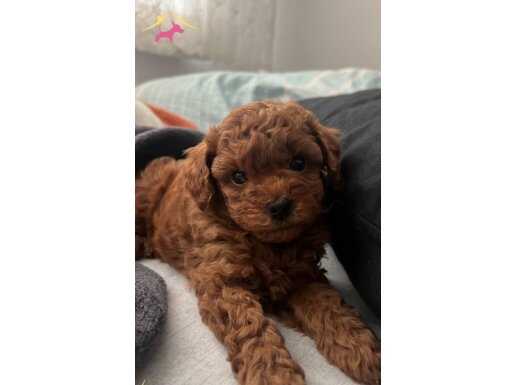 A kalite Orjinal saf kan toy Poodle - 214932