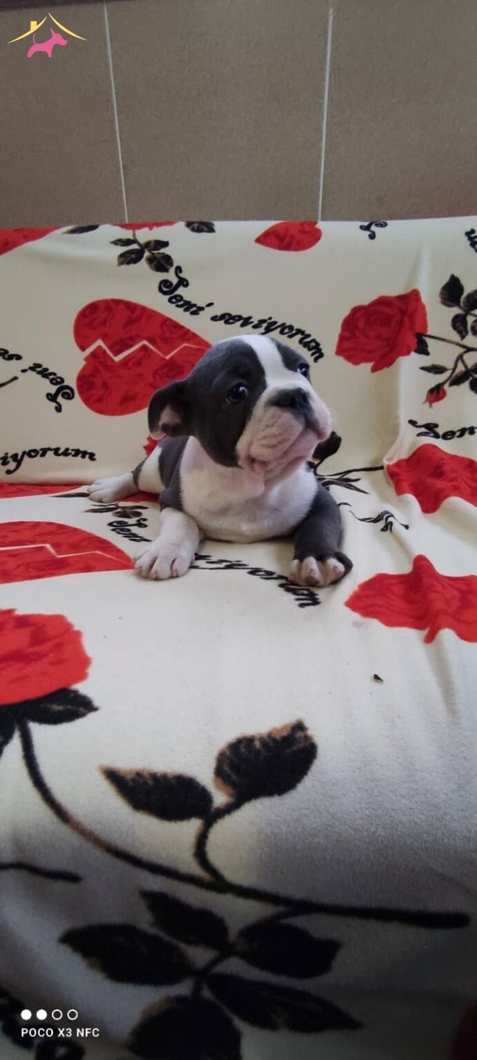 3 adet erkek; merle blue ve siyah maskeli - 226362