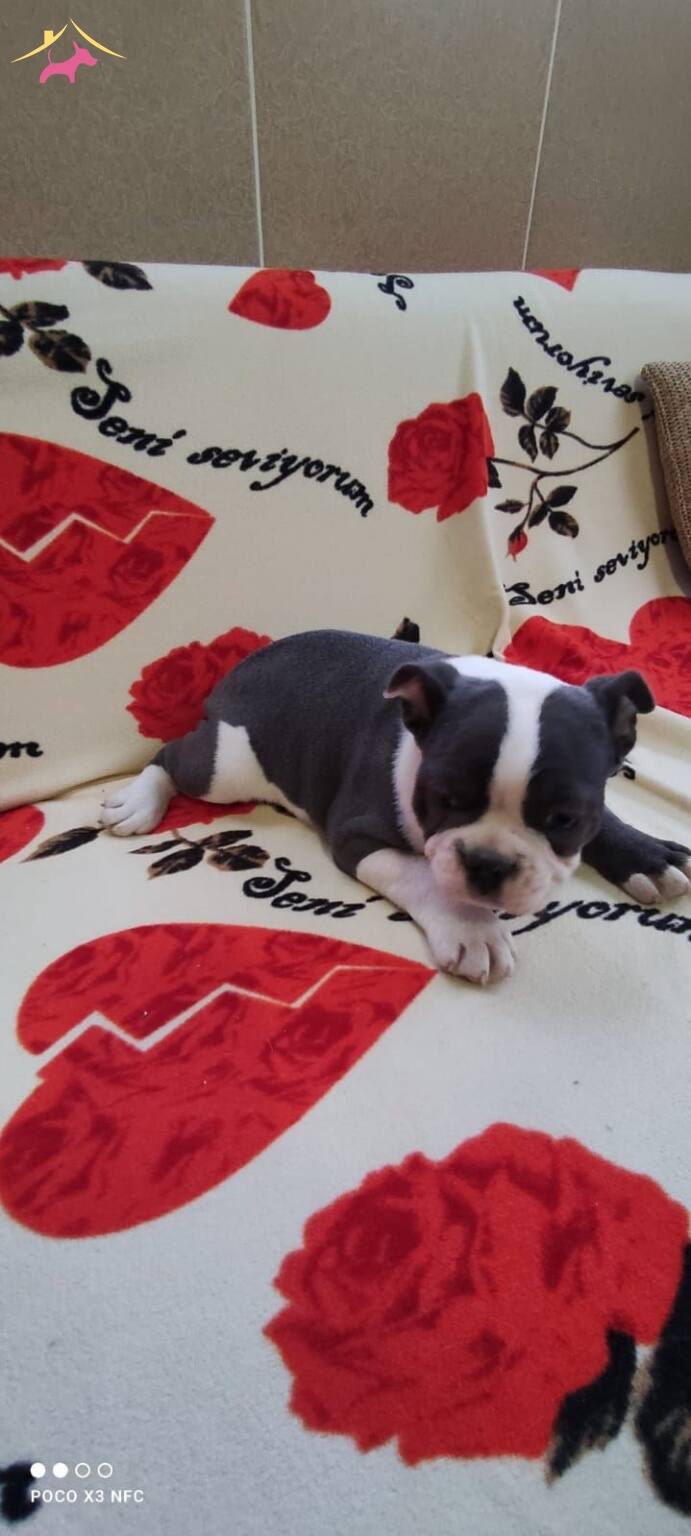 3 adet erkek; merle blue ve siyah maskeli - 226362