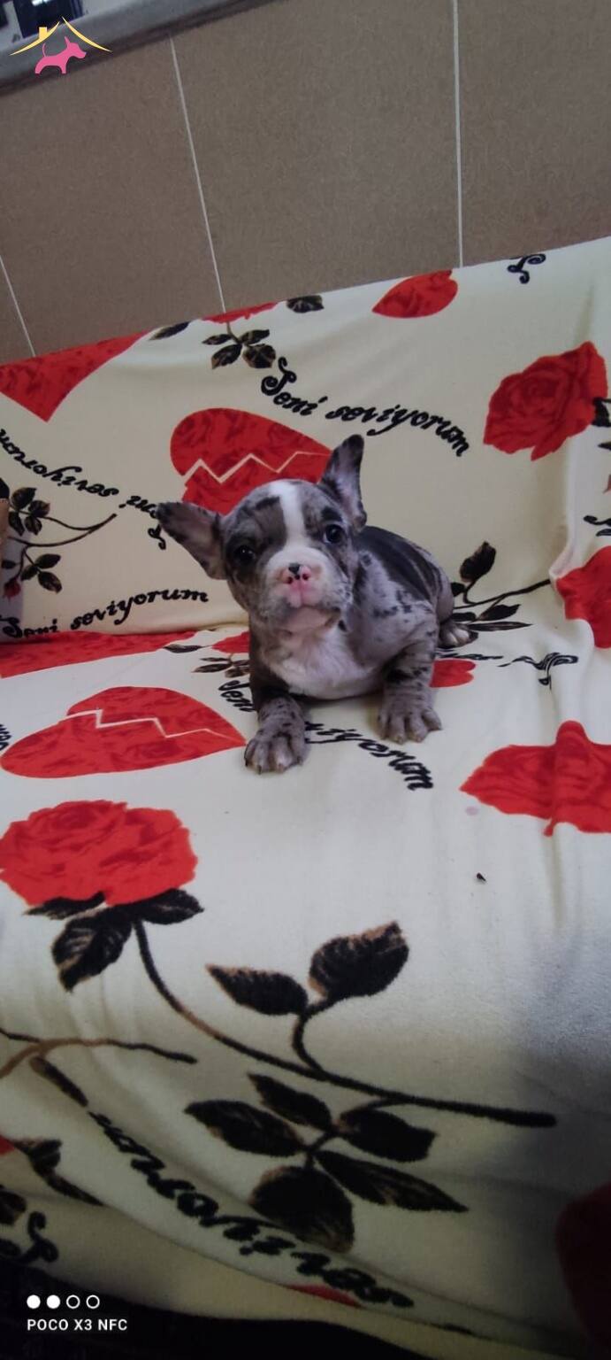 3 adet erkek; merle blue ve siyah maskeli - 226362