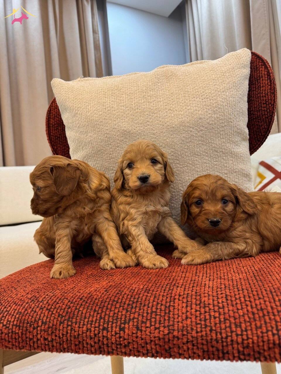 Red Maltipoo bebeklerim - 214051