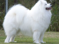 Satılık Samoyed Fiyatları ve İlanları | KÖPEK DÜNYASI